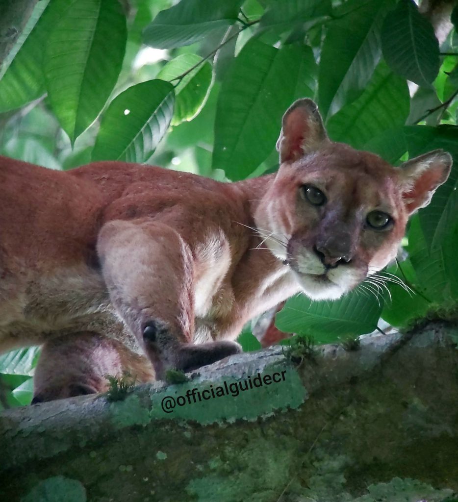 Manuel Antonio Park Tour with Mauro | Official Guide Costa Rica