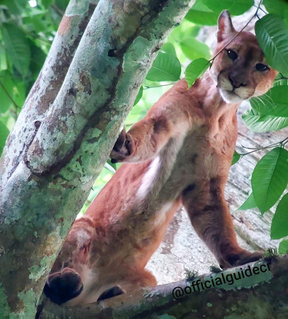 Manuel Antonio Park Tour with Mauro | Official Guide Costa Rica