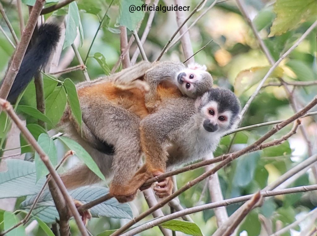 Manuel Antonio Park Tour with Mauro | Official Guide Costa Rica